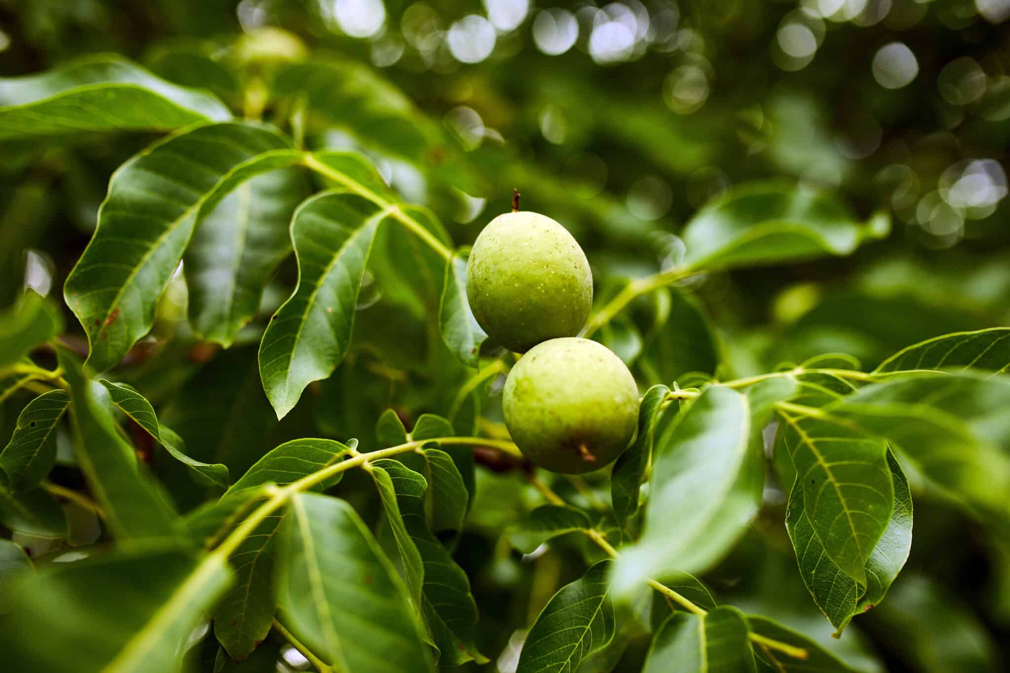 Identify Walnut Trees in Your Woodlot | Sell Walnut Standing Timber ...