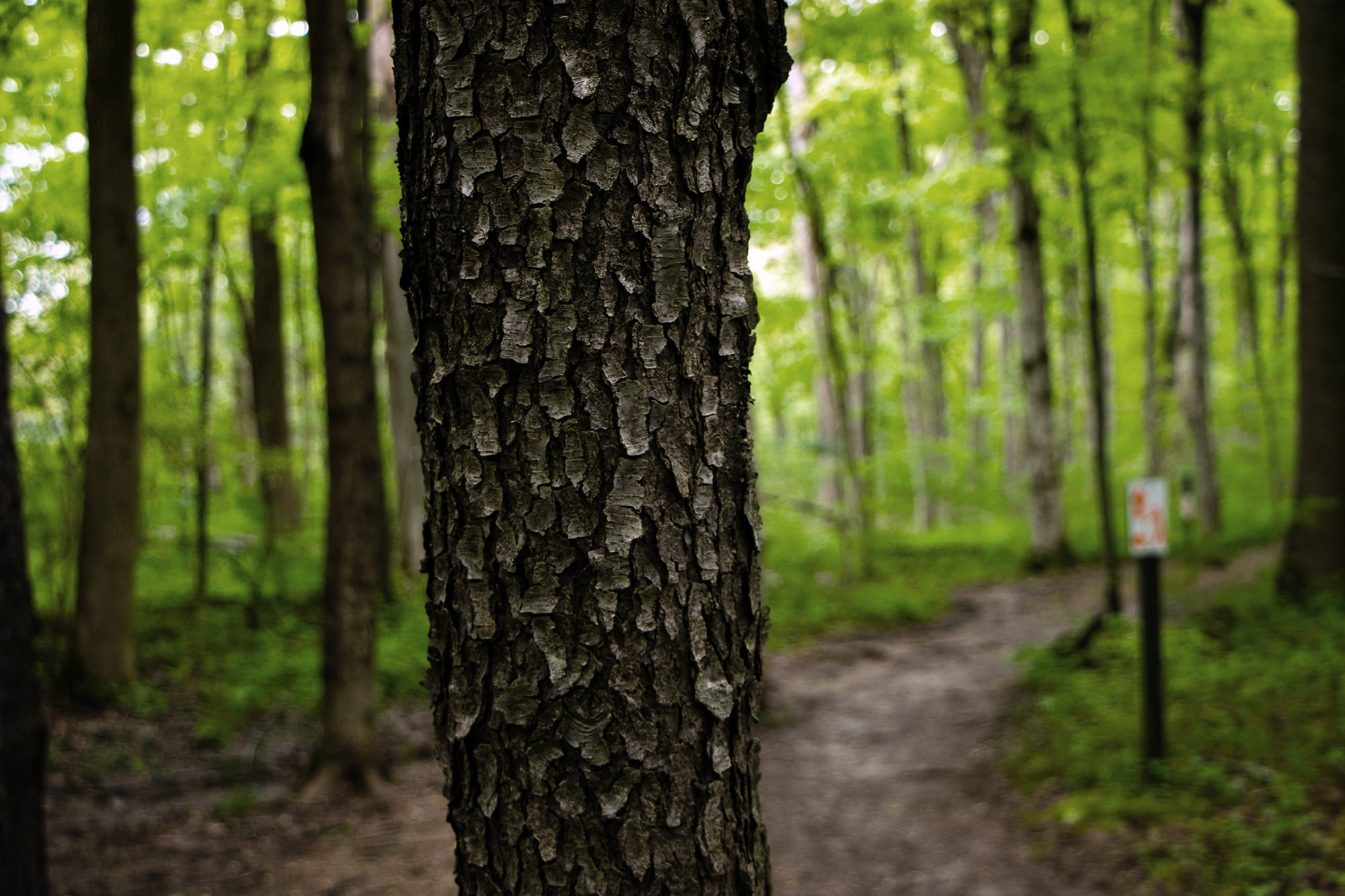 Identify Cherry Trees in Your Woodlot | Sell Cherry Standing Timber