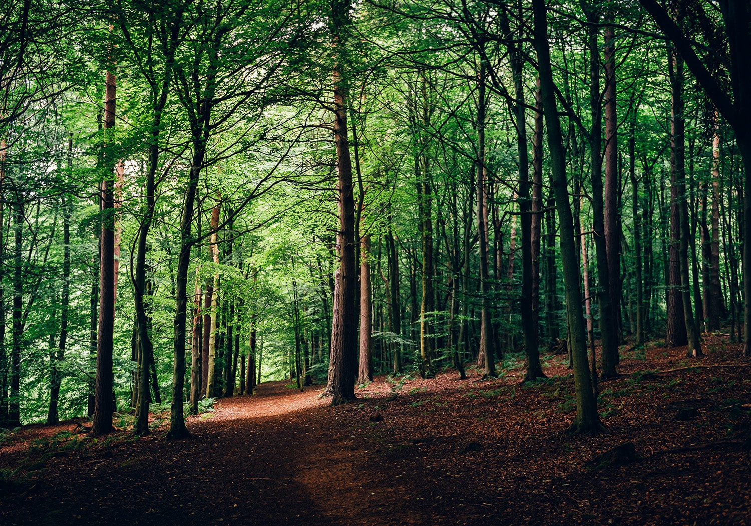 First Time Selling Timber? Here’s What You Should Know